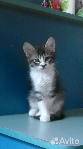 Котенок не породистый 2 месца. Кошка
