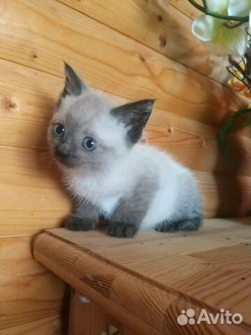 Котята в дар
