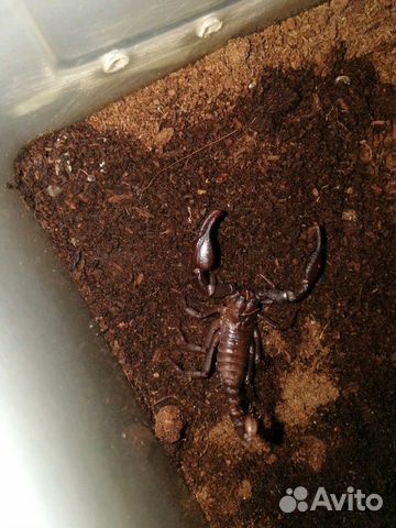 Скорпион Heterometrus petersi