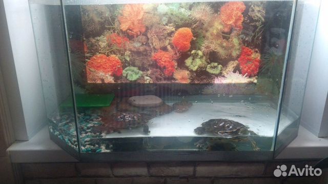 Черепахи с аквариумом