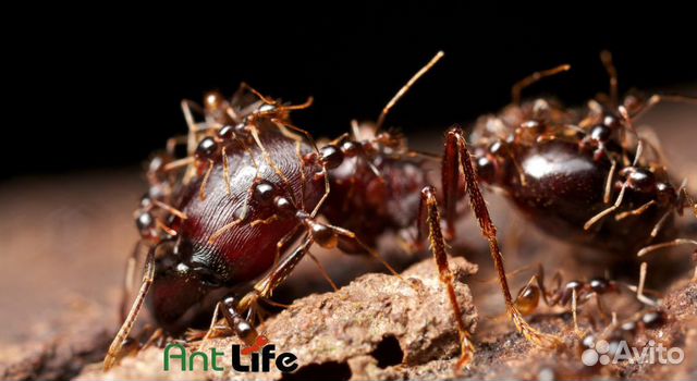 Carebara diversa - Муравьи-мародеры