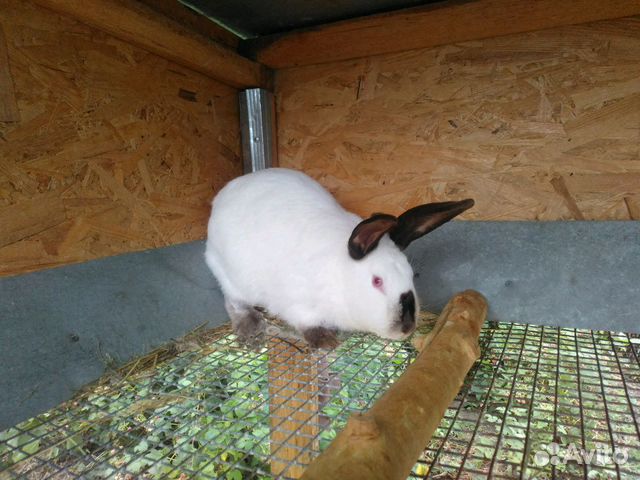 Крольчиха самка калифорн