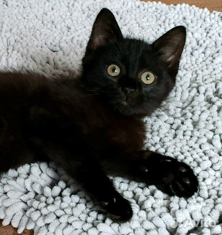 Котенок Оскар ищет семью