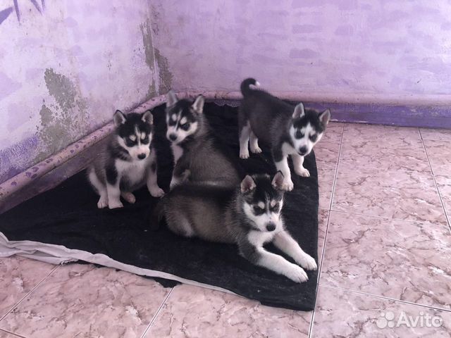 Продаются щенки хаски