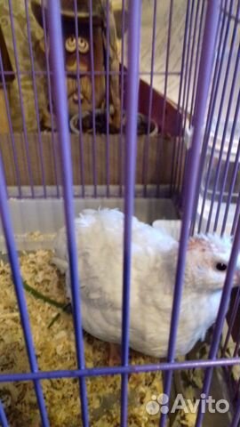 Перепела-петухи