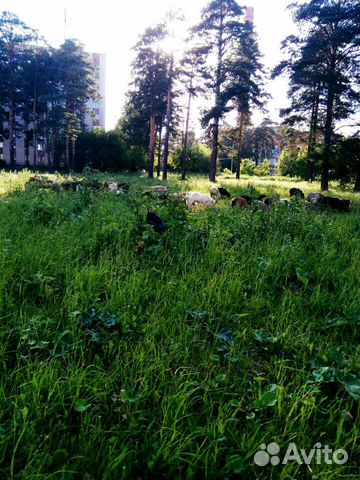 Продам козы племенной и бараны овечки звоните любо