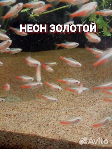 Аквариумные рыбки