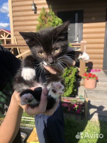 Котёнок Гарри ищет любящую семью