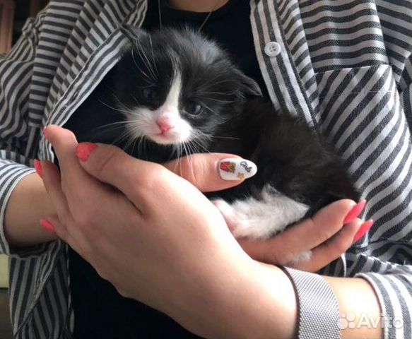 Принесу счастье в ваш дом