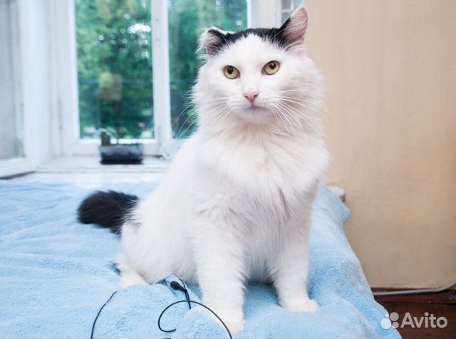 Шикарный взрослый ласковый кот