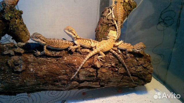 Бородатая агама