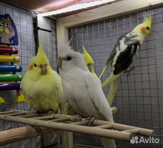 Попугай ручной корелла