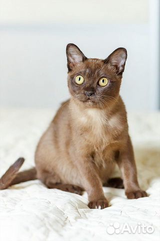 Американская Бурма