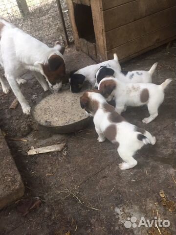 Гладкошёрстный фокстерьер