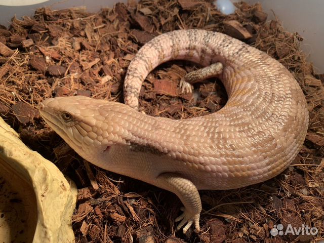 Сцинк, питон, ящерицы