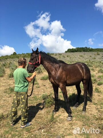 Продам Лошадь