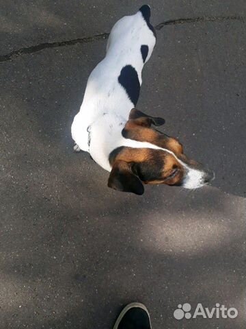 Пес джек рассел