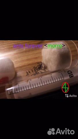 Муравьи Lasius niger и Lasius flaus