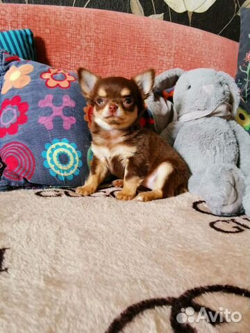 Чихуахуа шоколадка