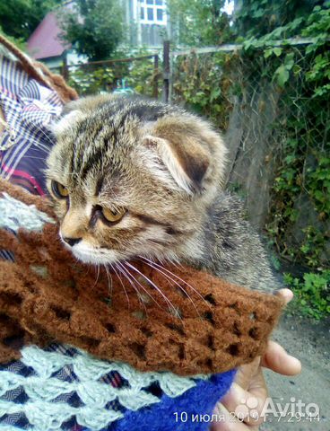 Веслоухая кошечка