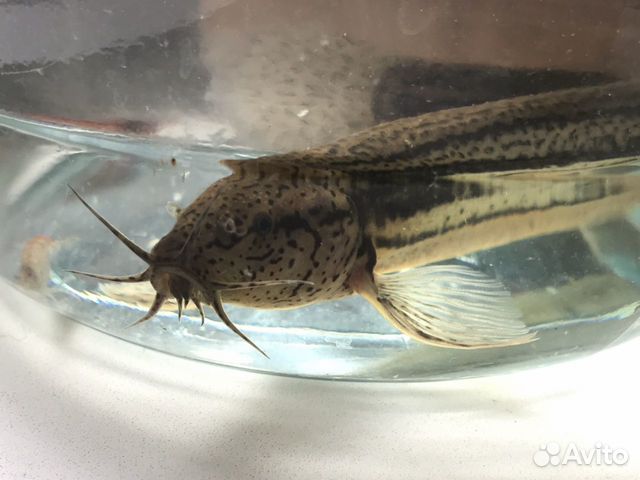 Вьюн речной