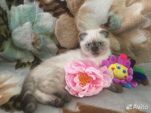 Продажа котёнка вислоушка подарок любимым