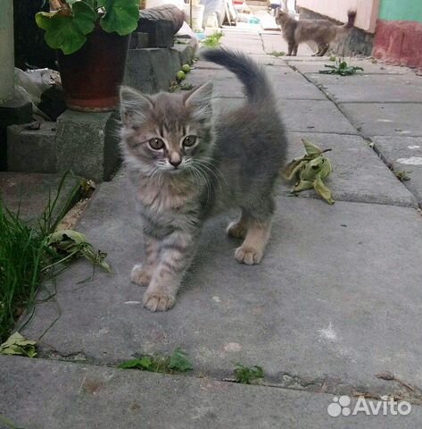 Котенок девочка серо-голубого цвета