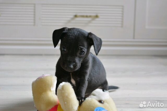 Пушистик мексиканской голой мини