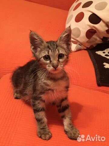 Лучший Дом для чудо-парня