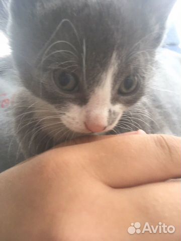 Котята мальчики. Бесплатно