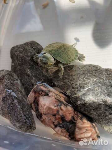 Отдам двух черепашат