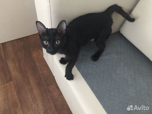 Котёнок кошка Чернышка