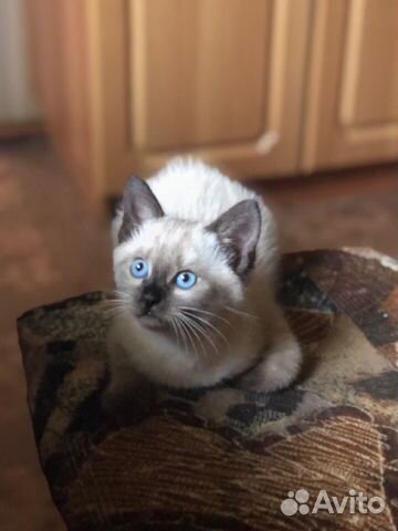 Сиамские котята
