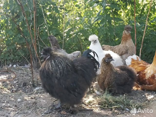 Китайские шелковые куры, семья 1+3