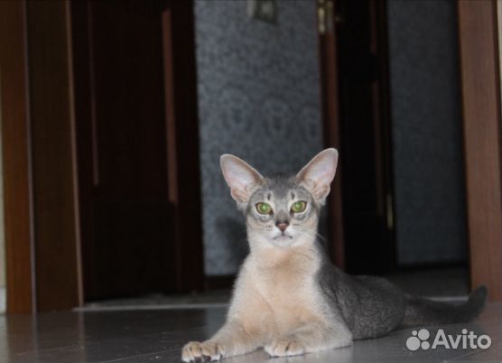 Элитные абиссинские кошечки,редкий окрас