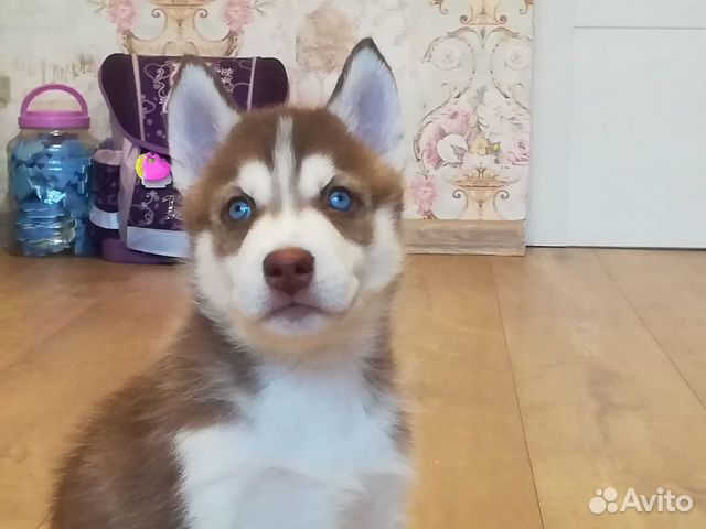 Щенки хаски