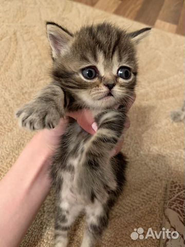 Шотландские котята