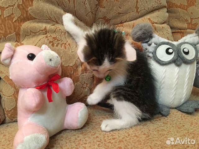 Котик 7 недель