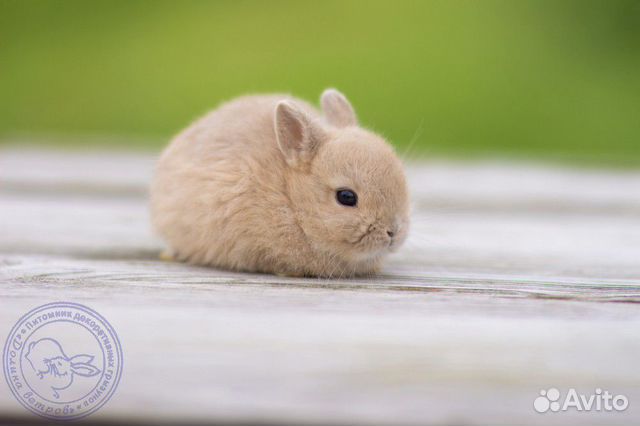 Кролик карликовый минор кремовый 150 грамм