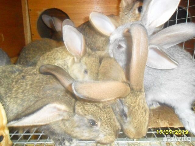 Продам Кроликов