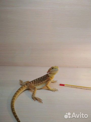 Бородатая агама