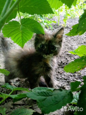 Котенок-куколка