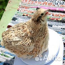 Перепела бройлерные Фенекс и Техасец