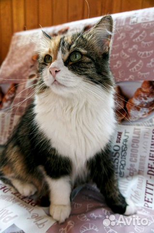 Кошечка в дар