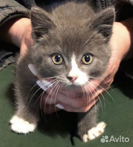 Котенок ищет маму