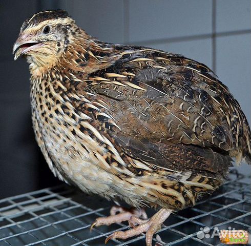 Перепела техасской породы