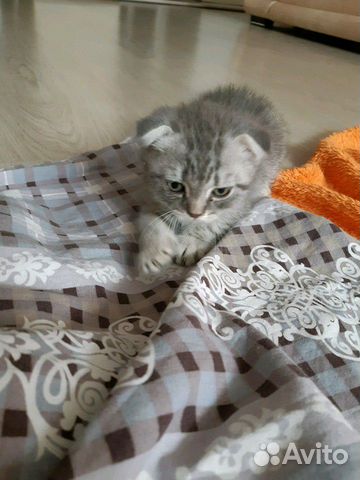 Шотландский котененок 2 месяца, к лотку приучен