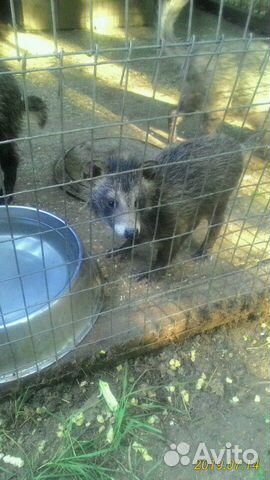 Щенок енотовидной собаки