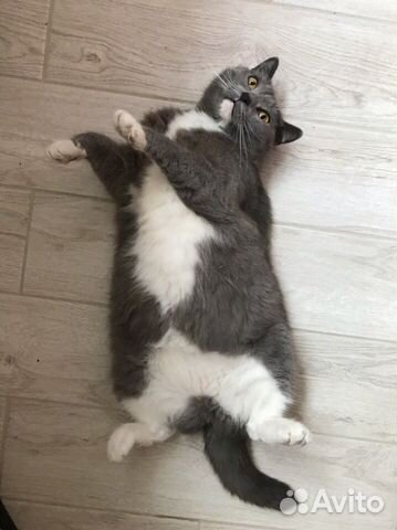 Плюшевая котеечка по имени Мусенька