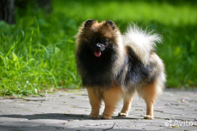 Эксклюзивная красотка